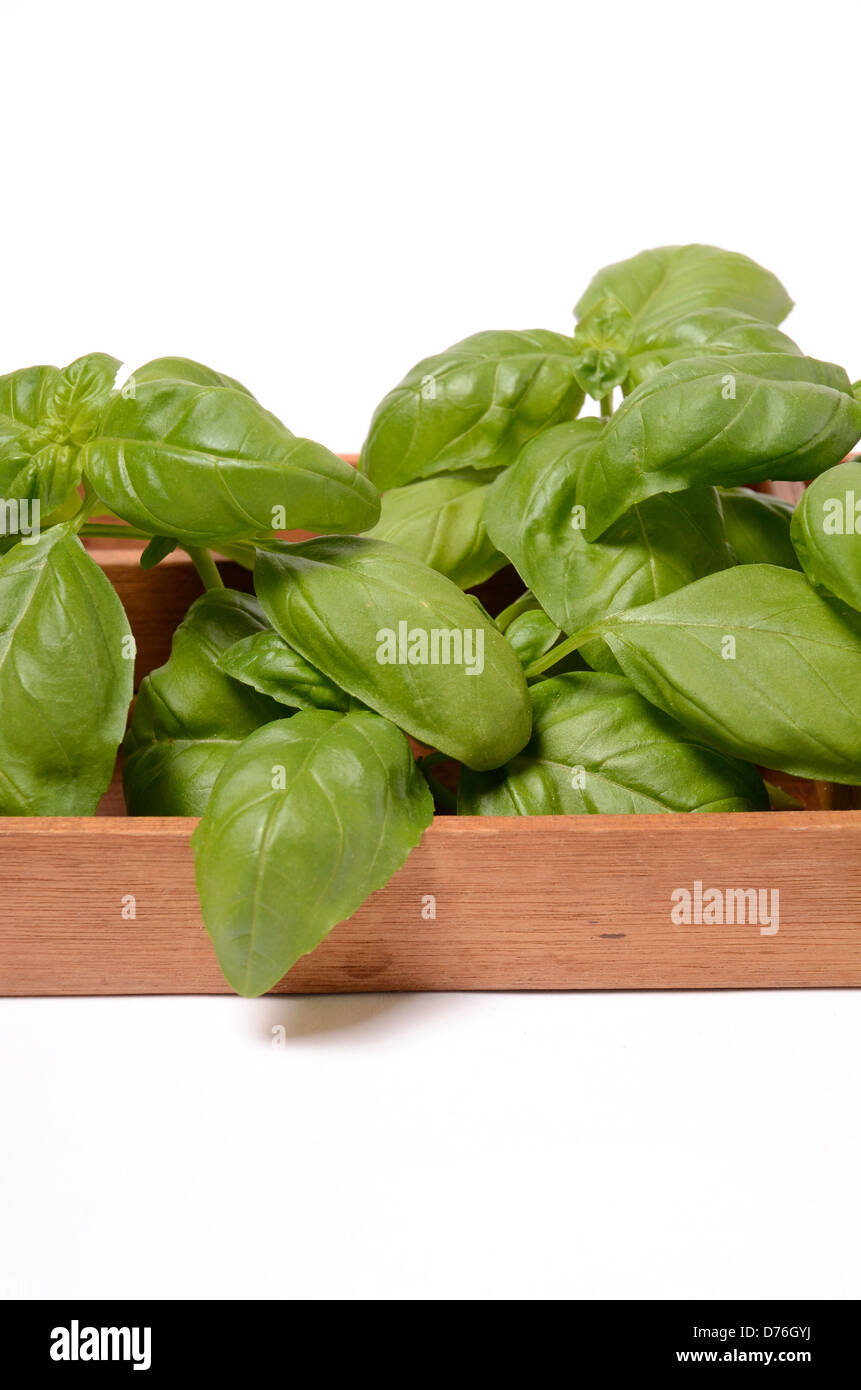 Basil in a wooden box on a white background Stock Photo - Alamy