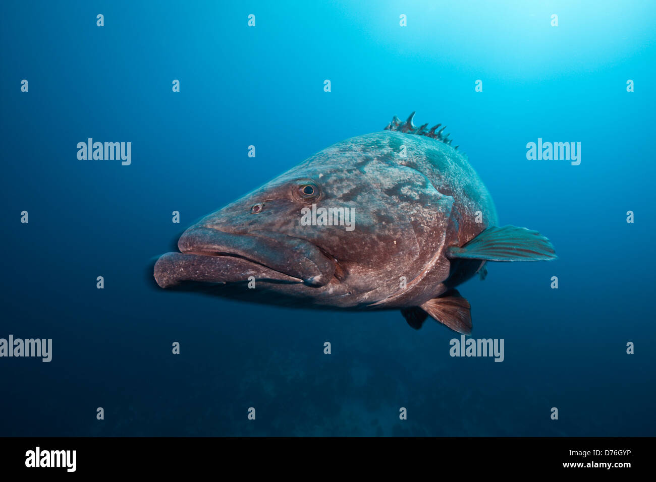 Potato Grouper, Epinephelus tukula, Aliwal Shoal, Indian Ocean, South ...
