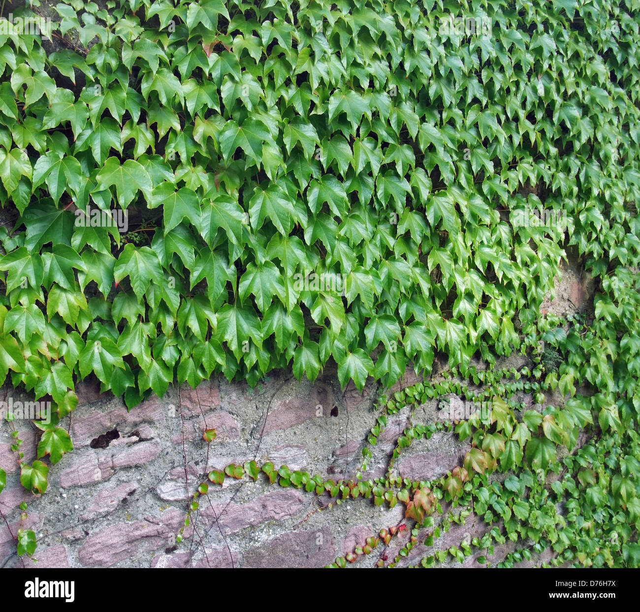 ivy-overgrown wall detail Stock Photo - Alamy