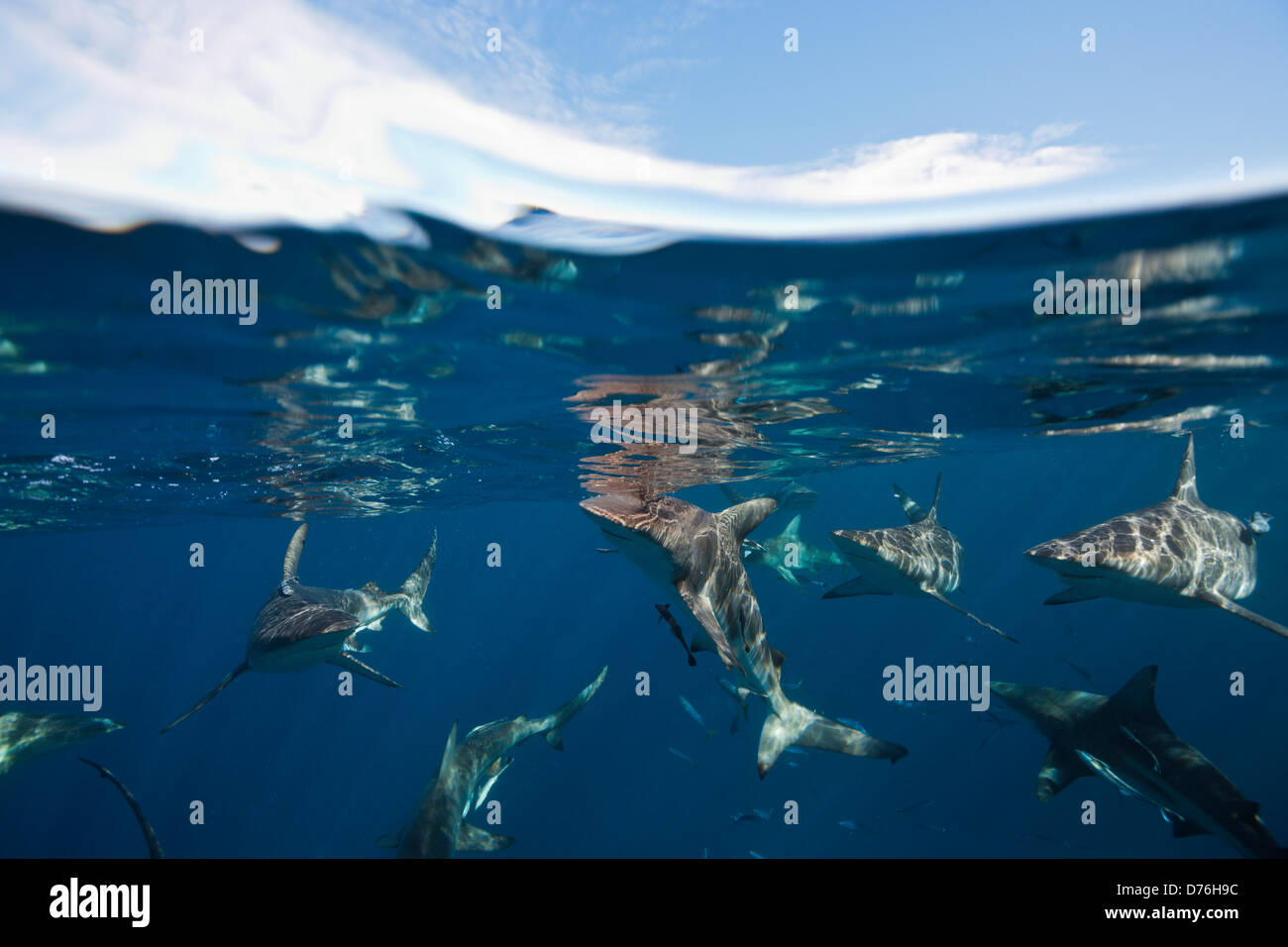 Blacktip Sharks, Carcharhinus limbatus, Aliwal Shoal, Indian Ocean ...