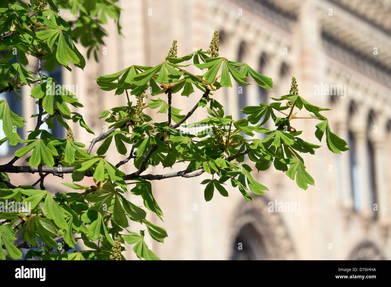 chestnut tree with green leaves and buds in spring in front of ...