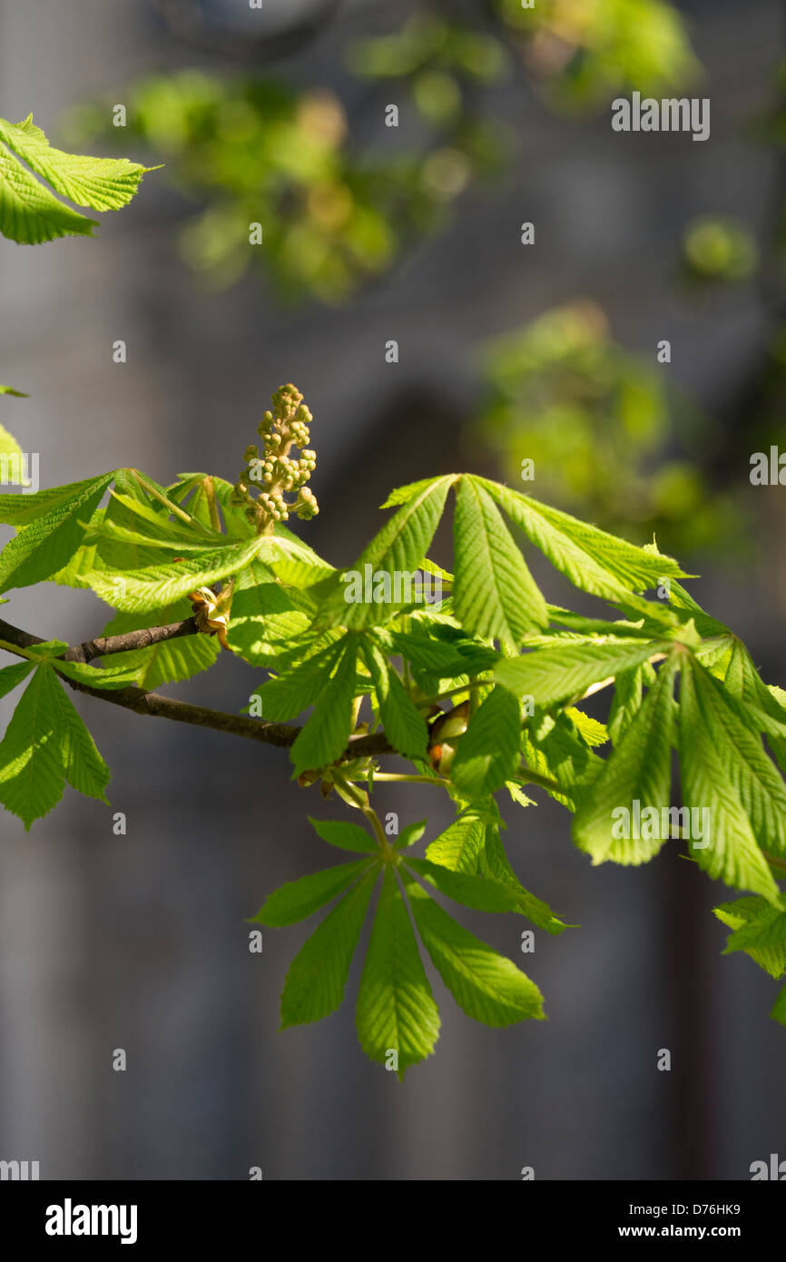 chestnut tree with green leaves and buds in spring Stock Photo - Alamy