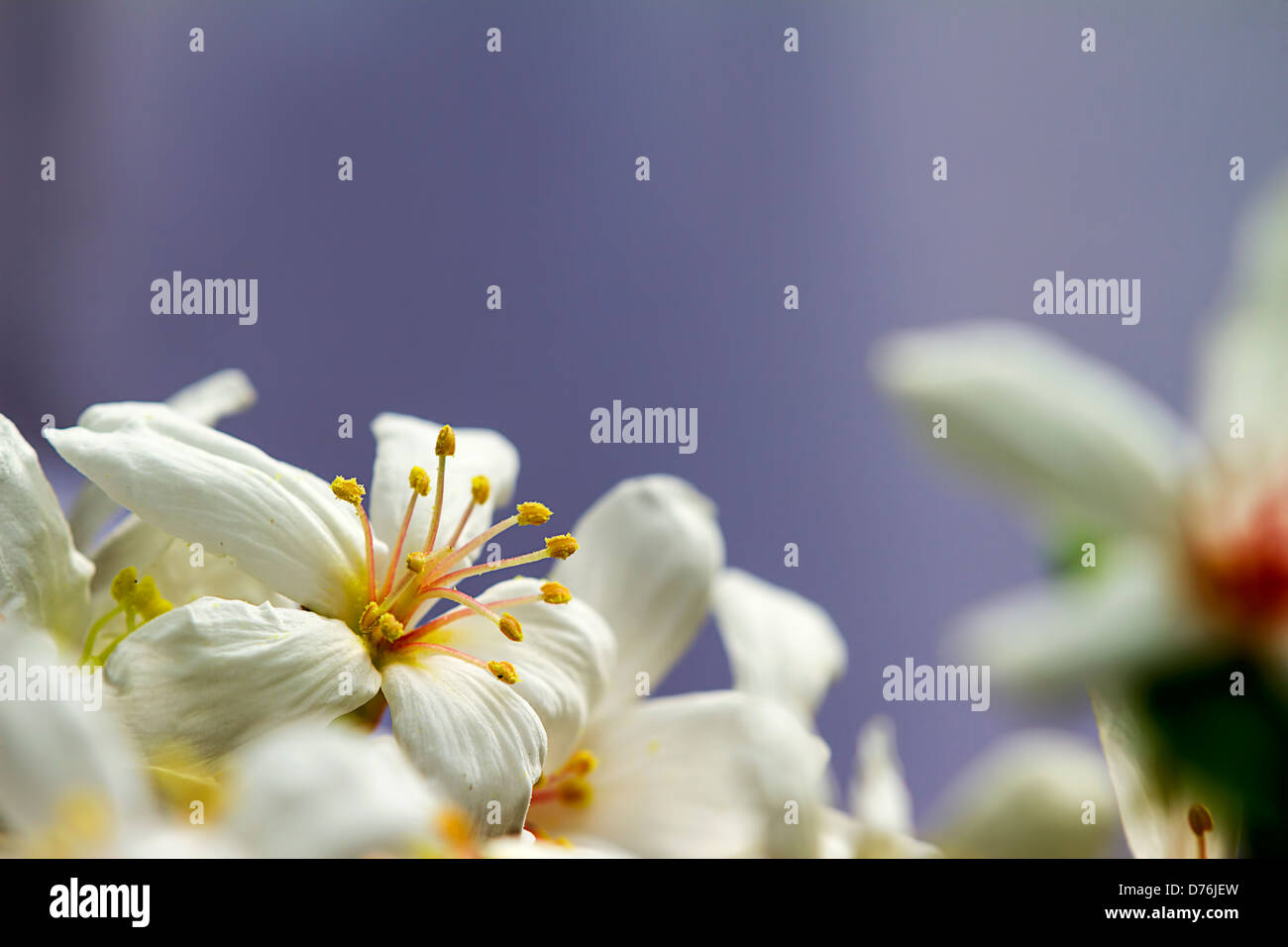 Close up short of tung flower photo taken in Taiwan Stock Photo - Alamy
