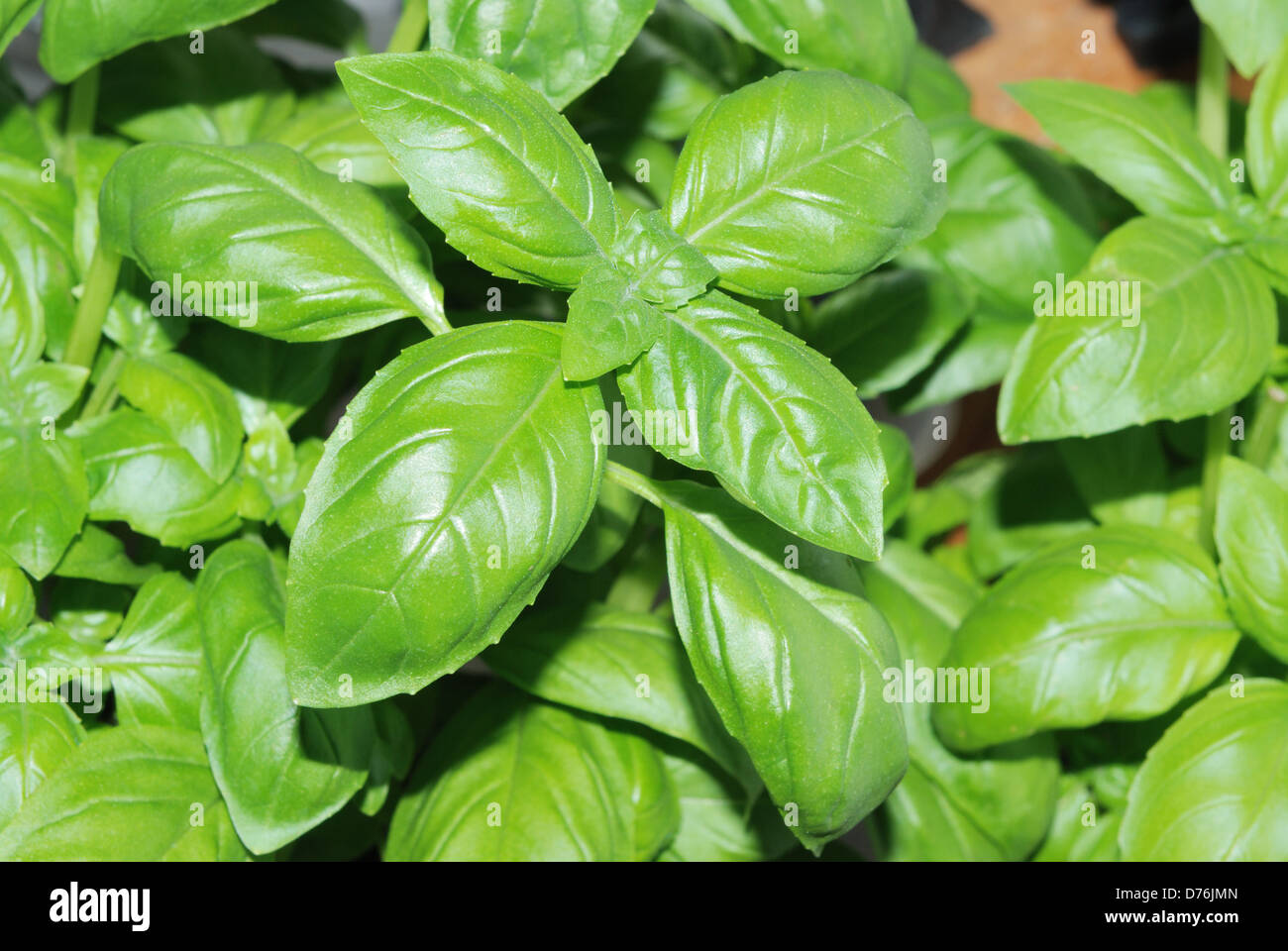 Basil plant hi-res stock photography and images - Alamy