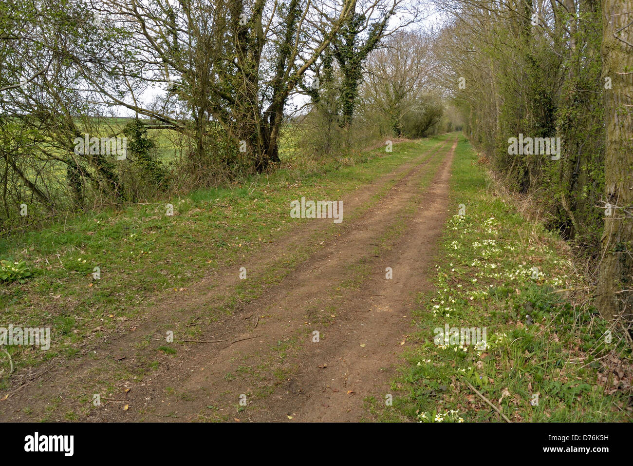 Spring flowers on the Marriott's Way footpath near Reepham, Norfolk ...
