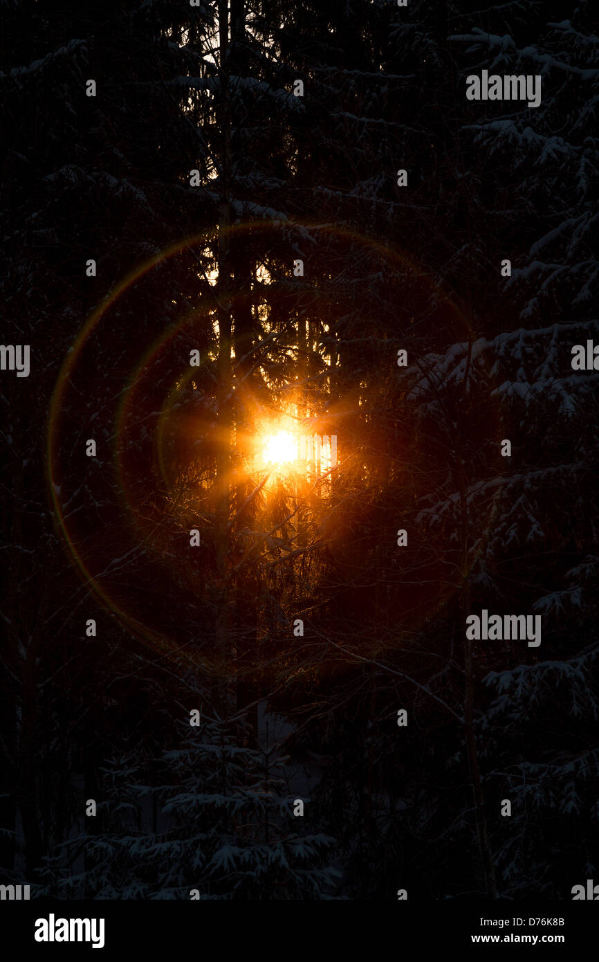 Sun shining through trees at sunset Stock Photo - Alamy