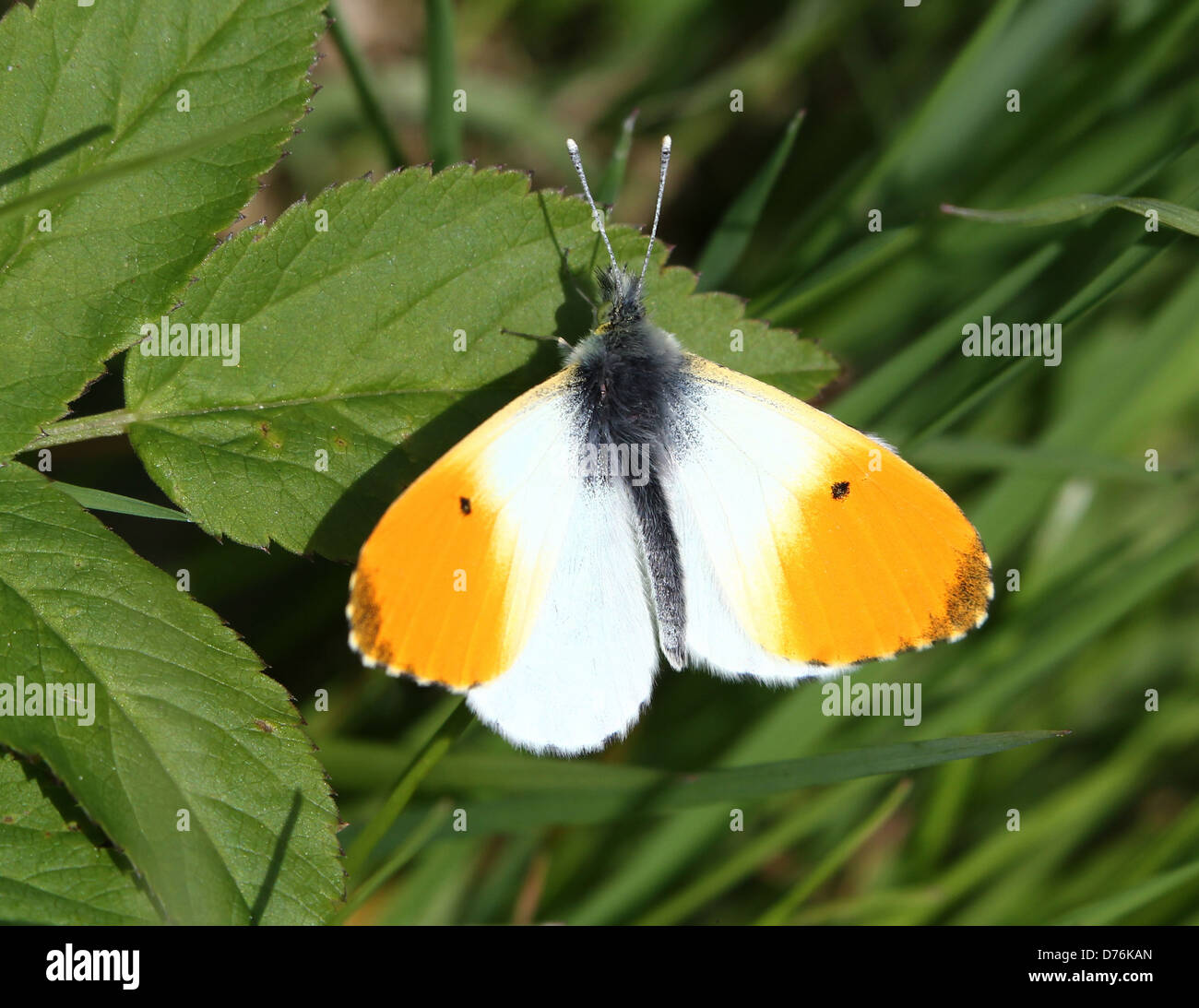 Male orange Tip (Anthocharis cardamines) butterfly Stock Photo - Alamy