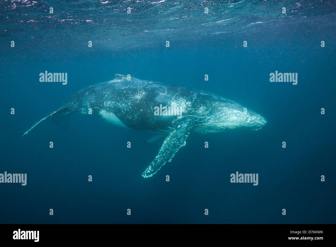 Humpback Whale, Megaptera novaeangliae, Indian Ocean, Wild Coast, South ...