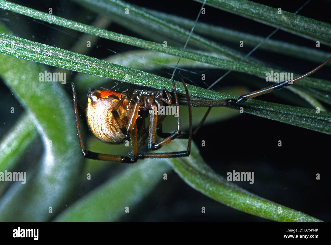 Brown Widow, Latrodectus geometricus, Theridiidae Stock Photo - Alamy