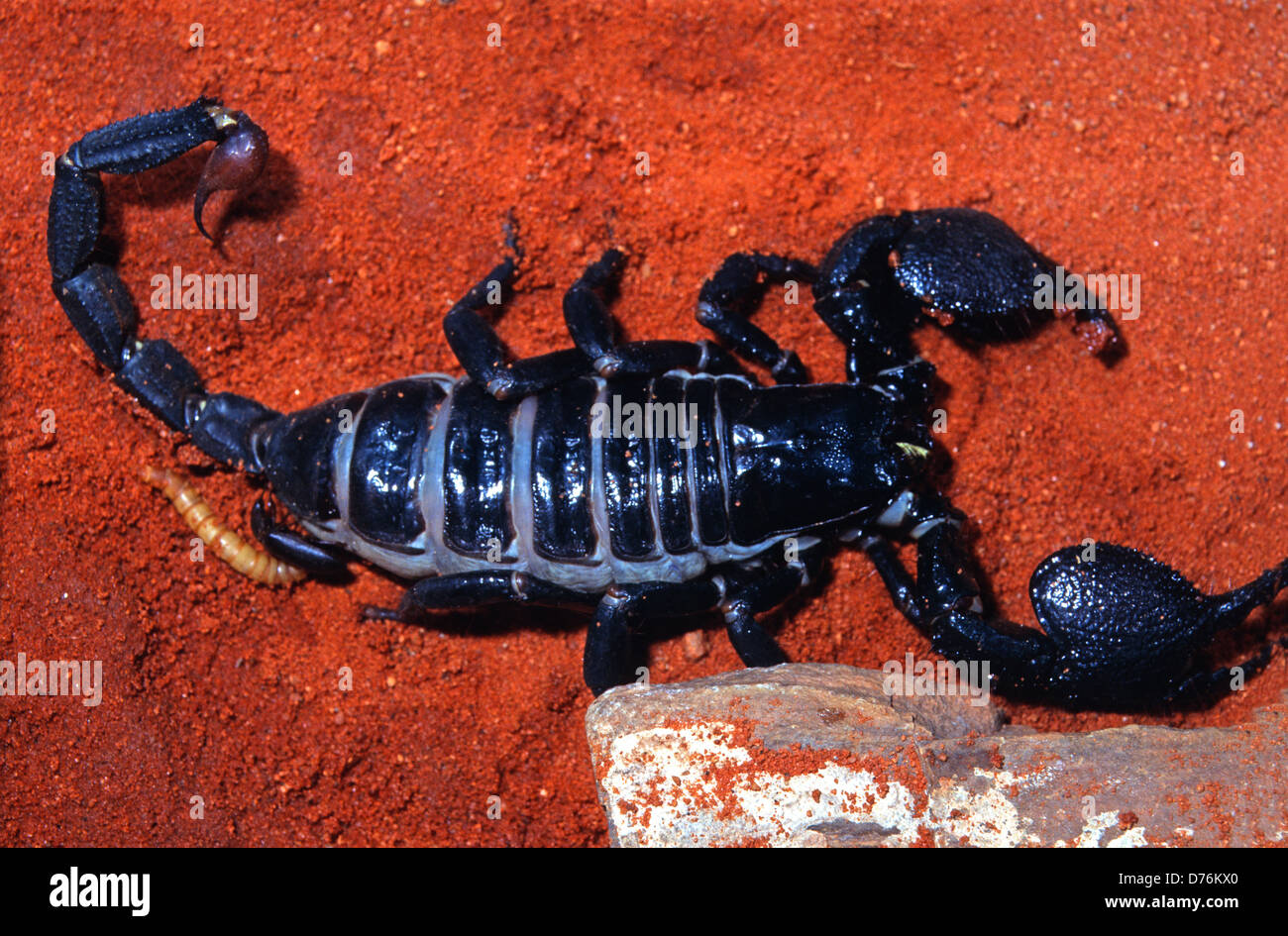 Emperor scorpion Pandinus inperator, Scorpionidae, Africa Stock Photo ...