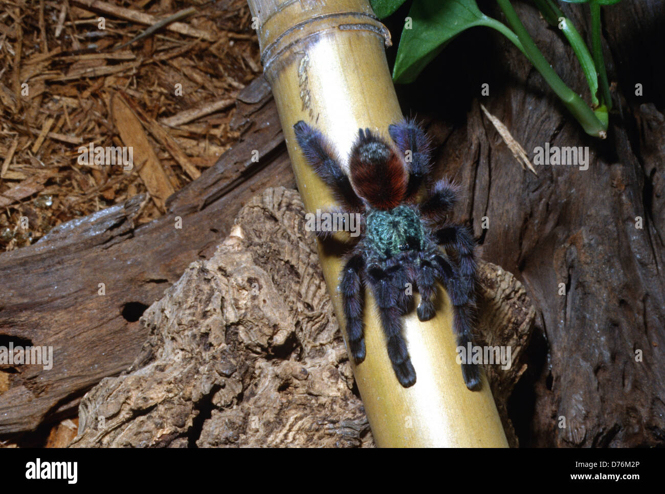 Theraphosidae roberto nistri horizontal migale giant spider spiders hi ...