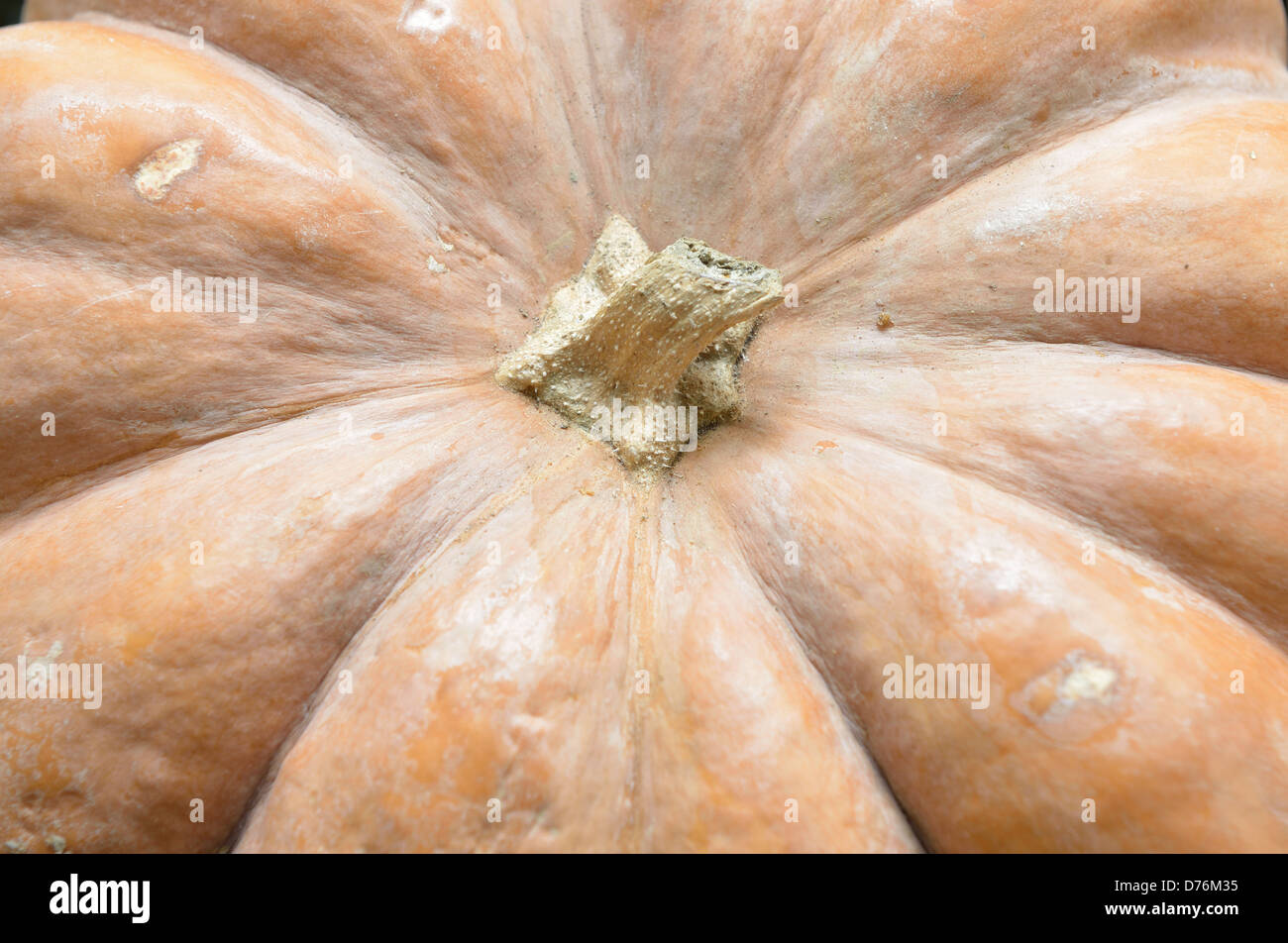 Choose pumpkin hi-res stock photography and images - Alamy