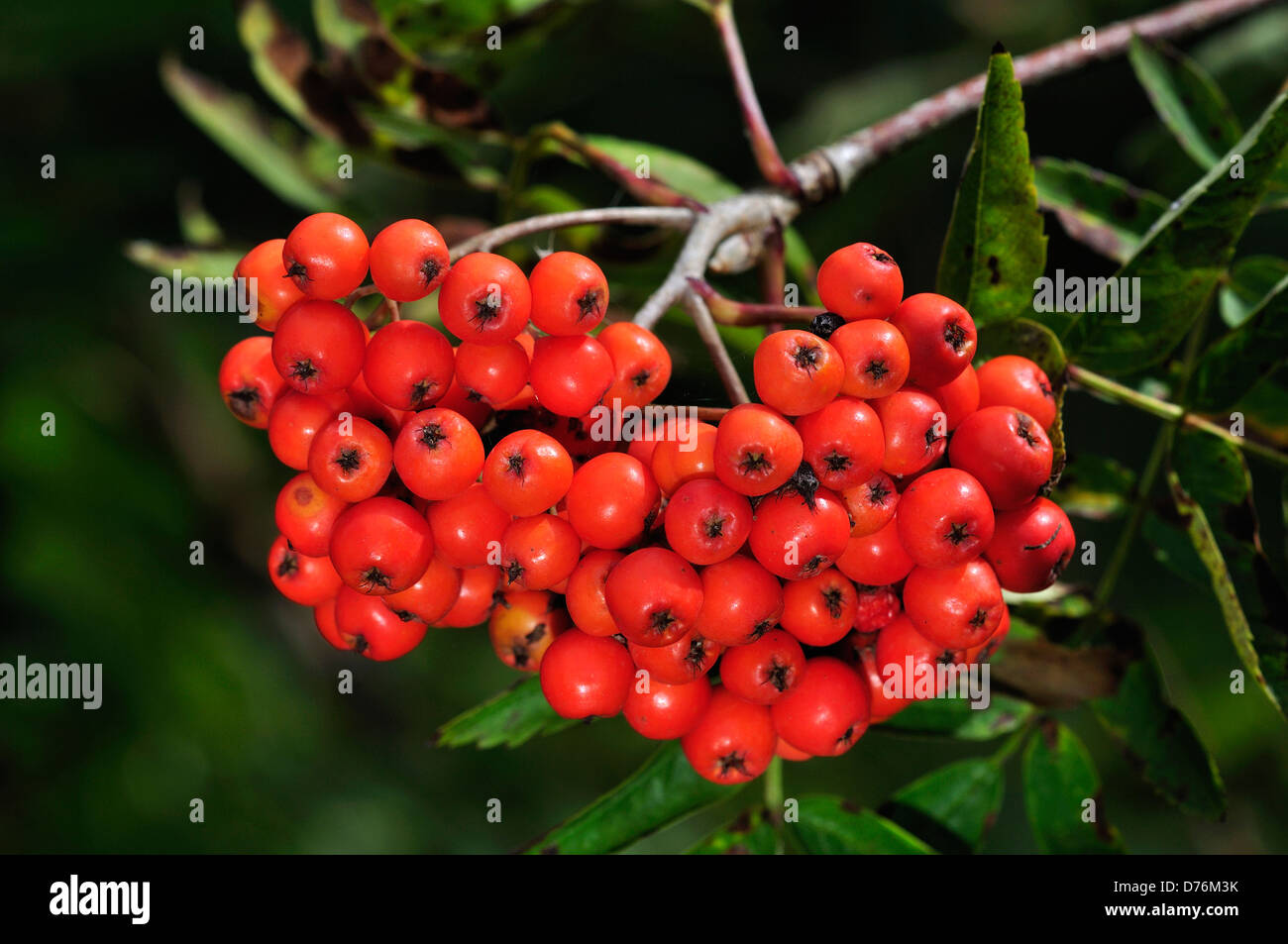 Rowan berries hi-res stock photography and images - Alamy