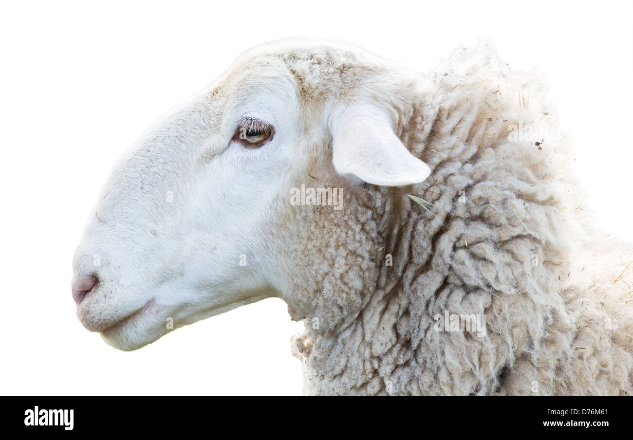 White Sheep Head High Resolution Stock Photography and Images - Alamy