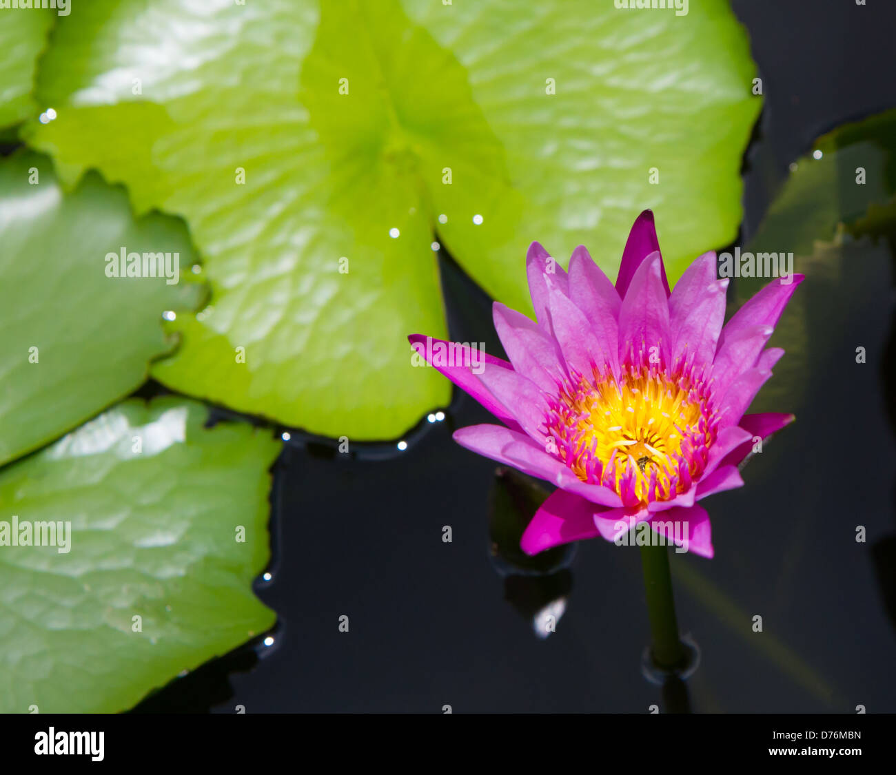 Huge pink lily flower hi-res stock photography and images - Alamy