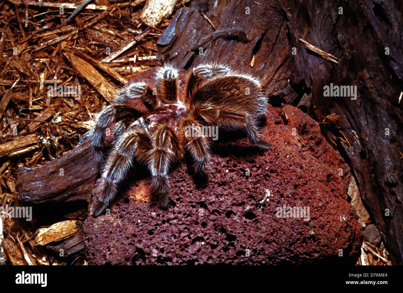 Argentina horizontal migale roberto nistri giant spider spiders hi-res ...