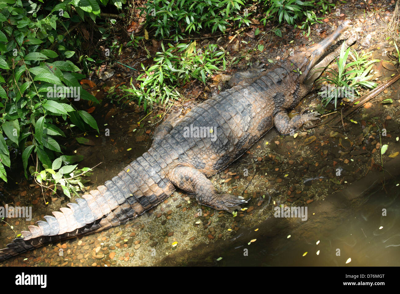 False Gavial