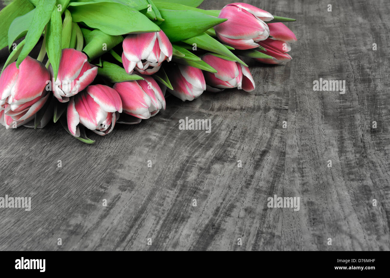 A bouquet of fresh tulips Stock Photo - Alamy