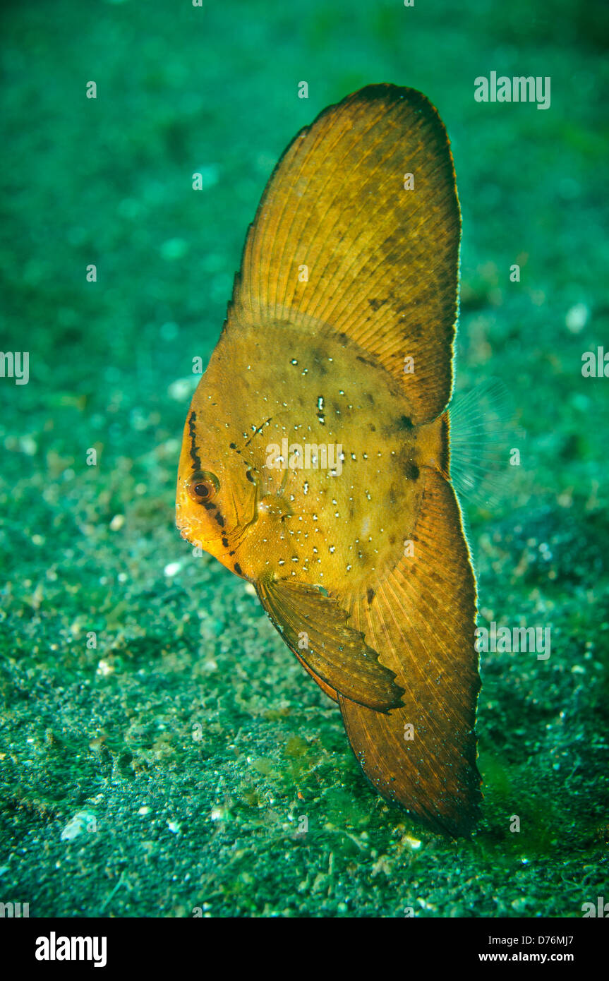 Circular batfish hi-res stock photography and images - Alamy
