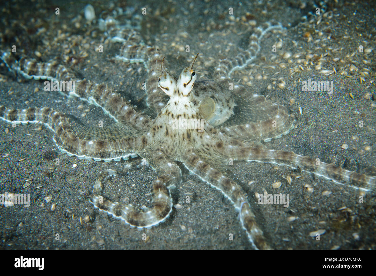 Mimic octopus, Lembeh Strait, Sulawesi, Indonesia Stock Photo - Alamy
