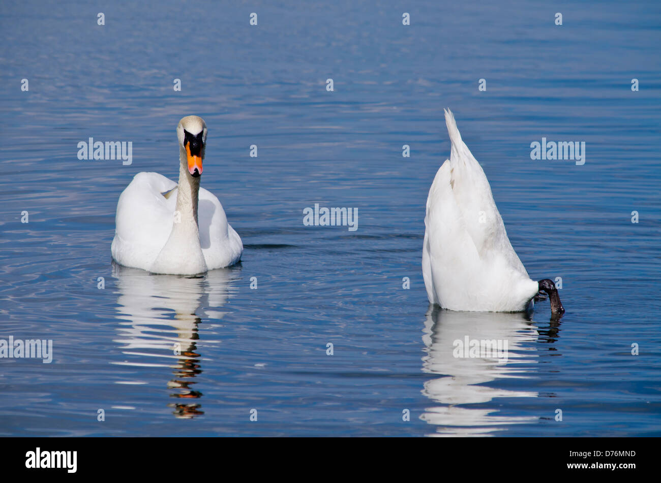 Two swans one upside down Stock Photo - Alamy