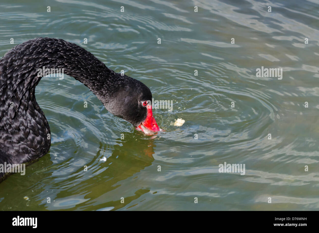 Black swan eating bread Stock Photo - Alamy
