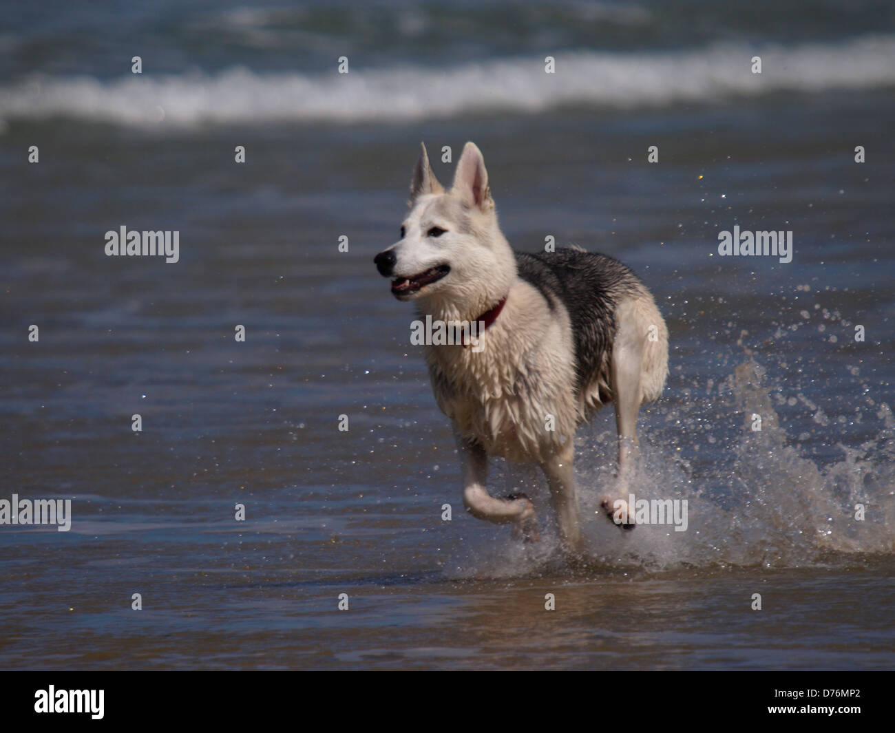 Husky type dog running through the sea Stock Photo - Alamy