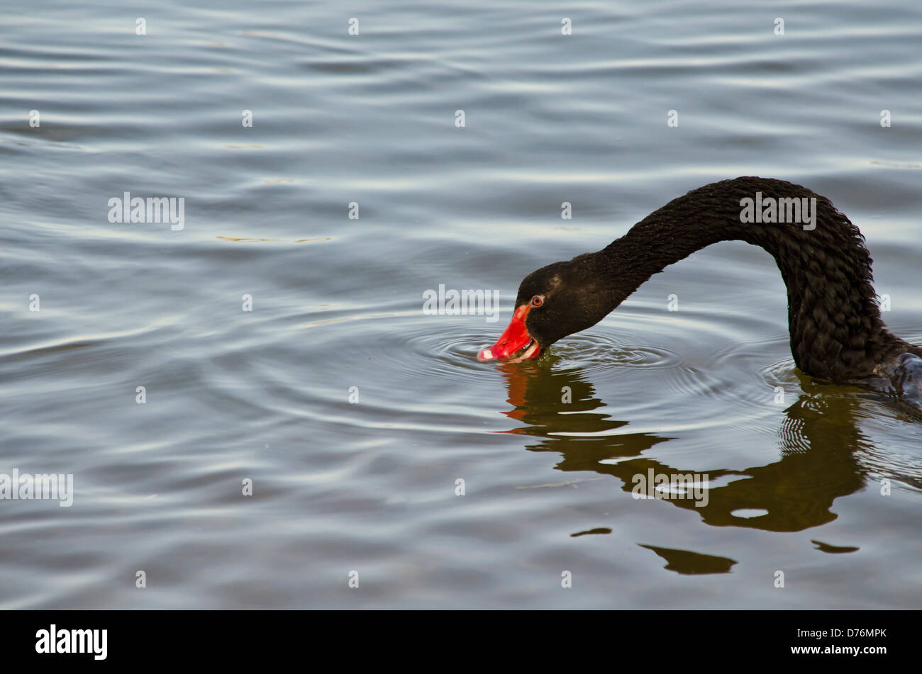 Black swan eating Stock Photo - Alamy