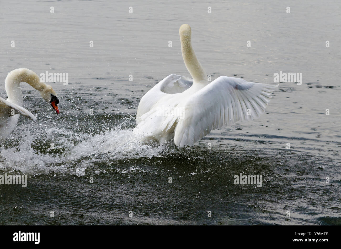Fighting animals hi-res stock photography and images - Alamy