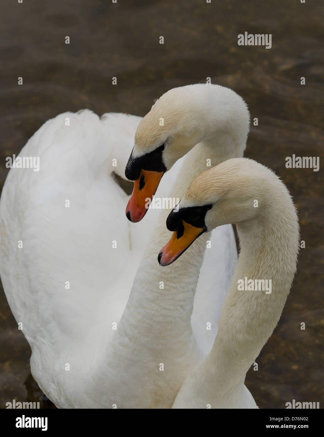 Two swans in courtship Stock Photo - Alamy