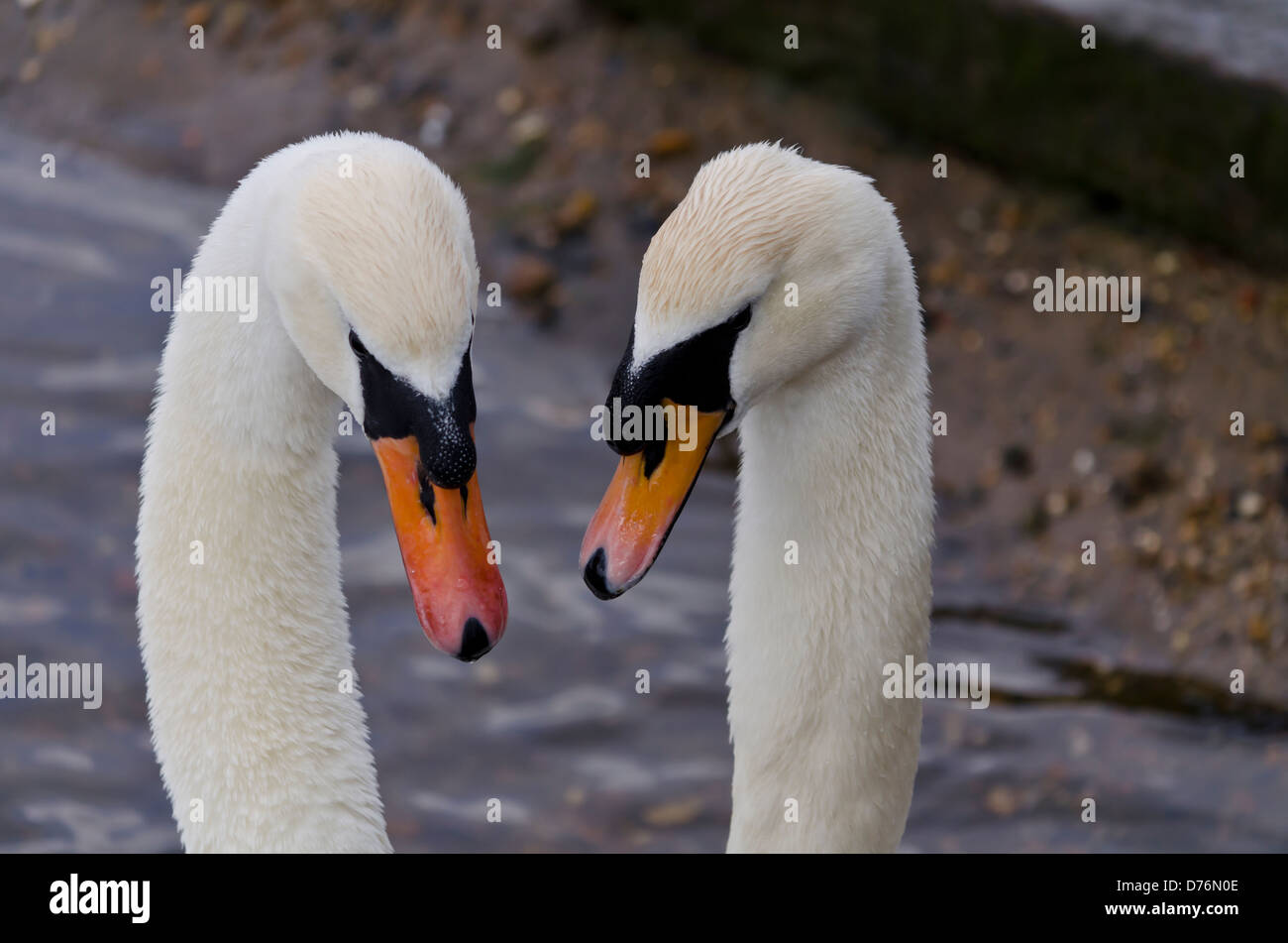 Two swans making a heart hi-res stock photography and images - Alamy