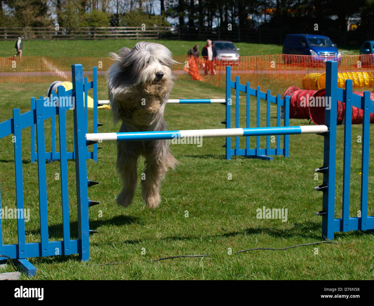 Bearded Collie, Dog agility competition at the Royal Cornwall ...
