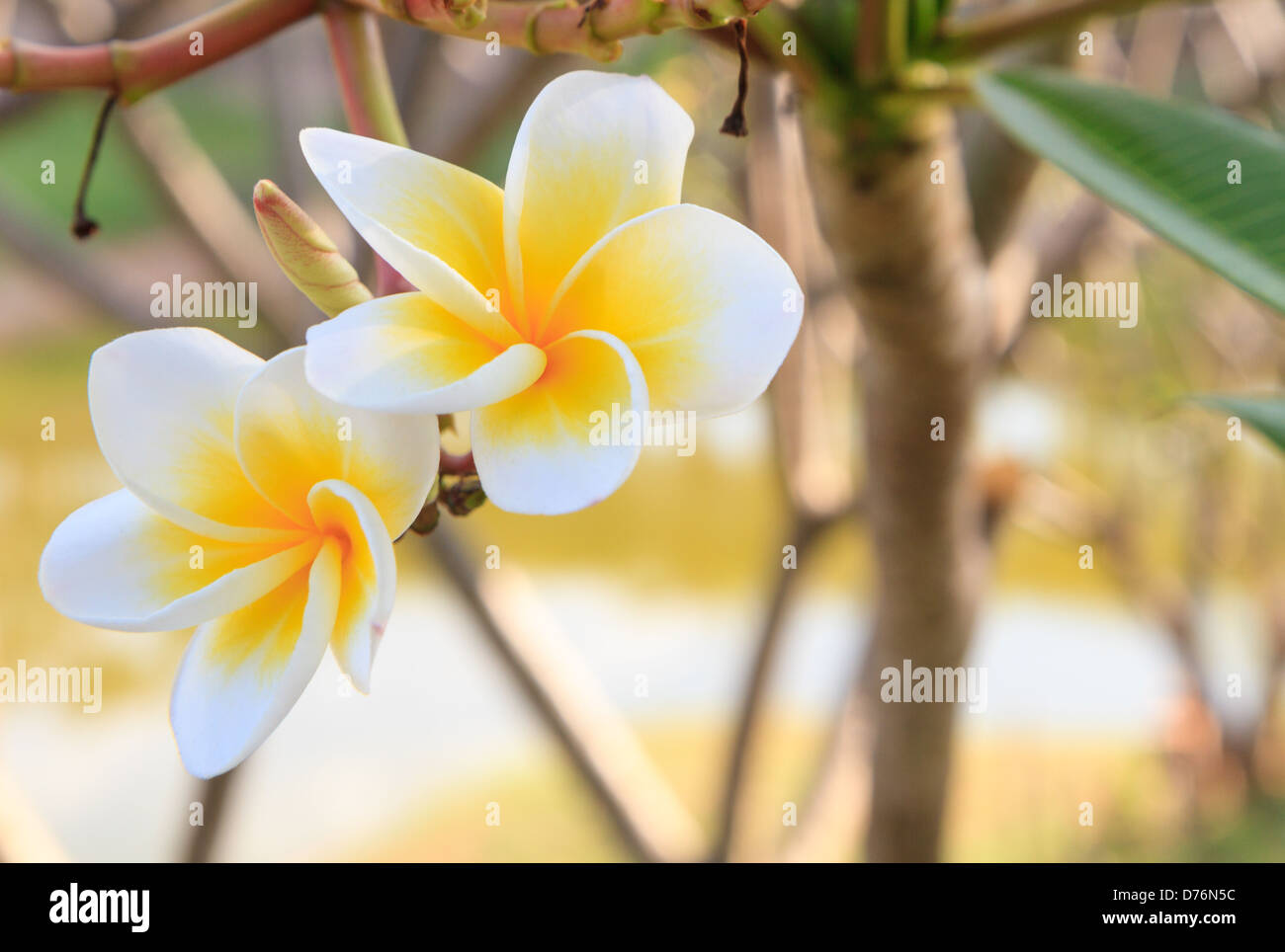 Thai frangipani tree hi-res stock photography and images - Alamy