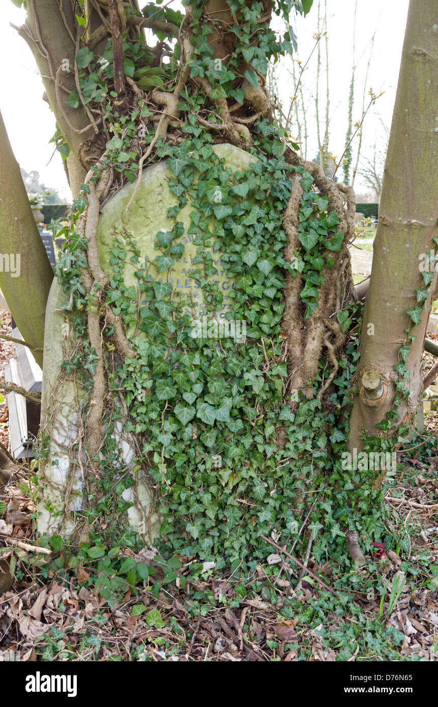 Gravestone ivy growth in hi-res stock photography and images - Alamy