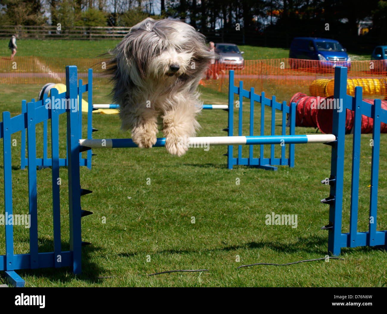Bearded Collie, Dog agility competition at the Royal Cornwall ...