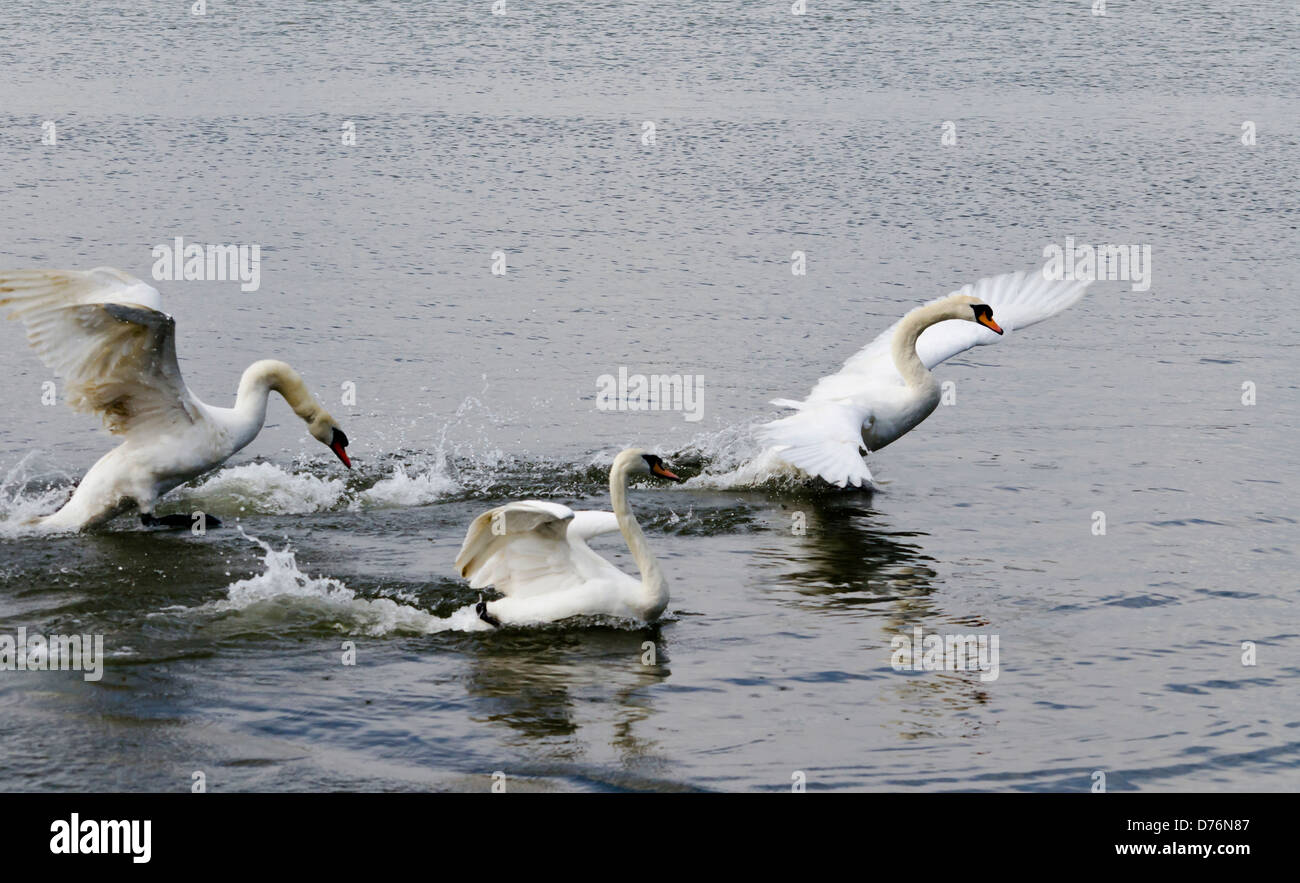 Three swans fighting Stock Photo - Alamy