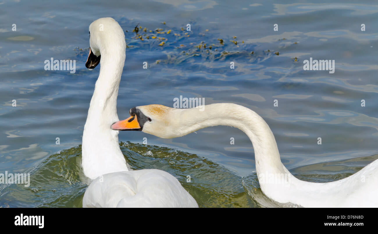 Two swans playing Stock Photo - Alamy