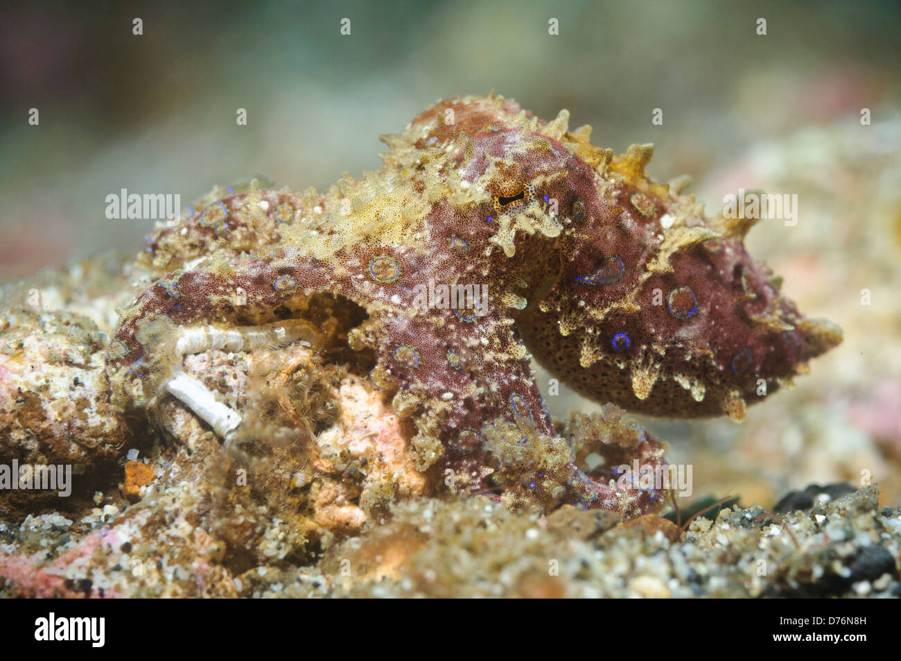 Blue-ringed octopus, Lembeh Strait, Sulawesi, Indonesia Stock Photo - Alamy