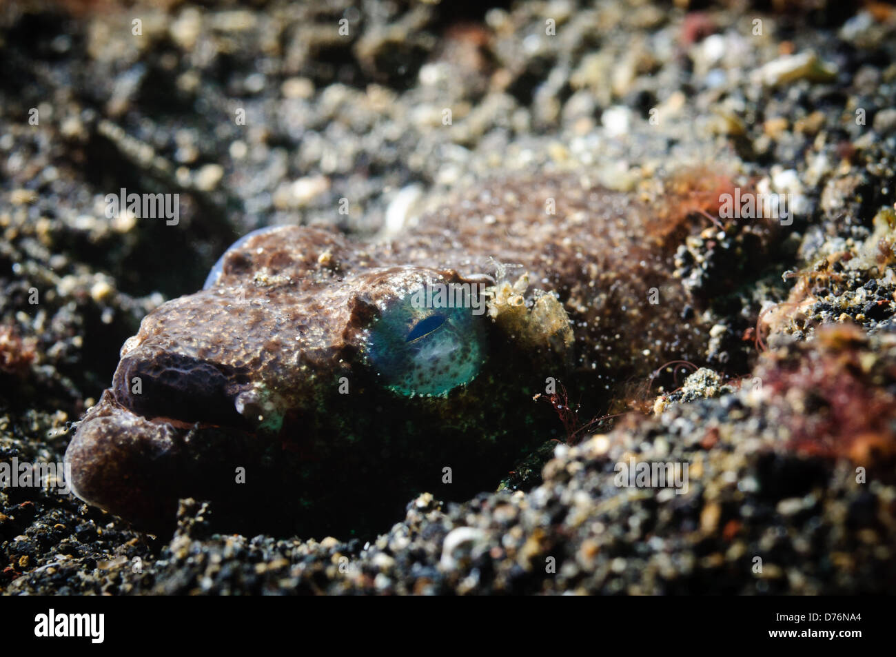 Reptilian snake hi-res stock photography and images - Alamy