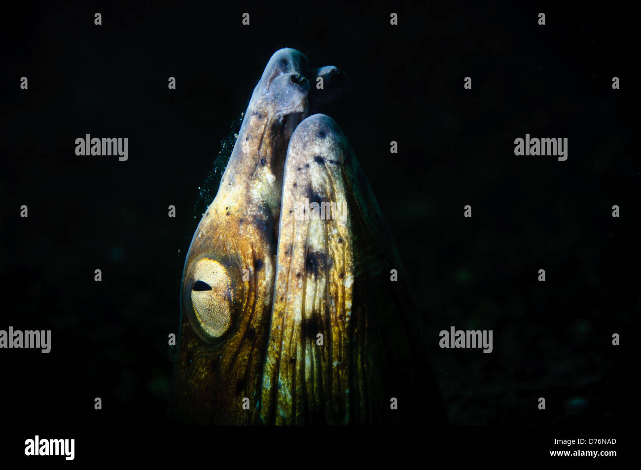 Black-finned snake eel, Lembeh Strait, Sulawesi, Indonesia Stock Photo ...