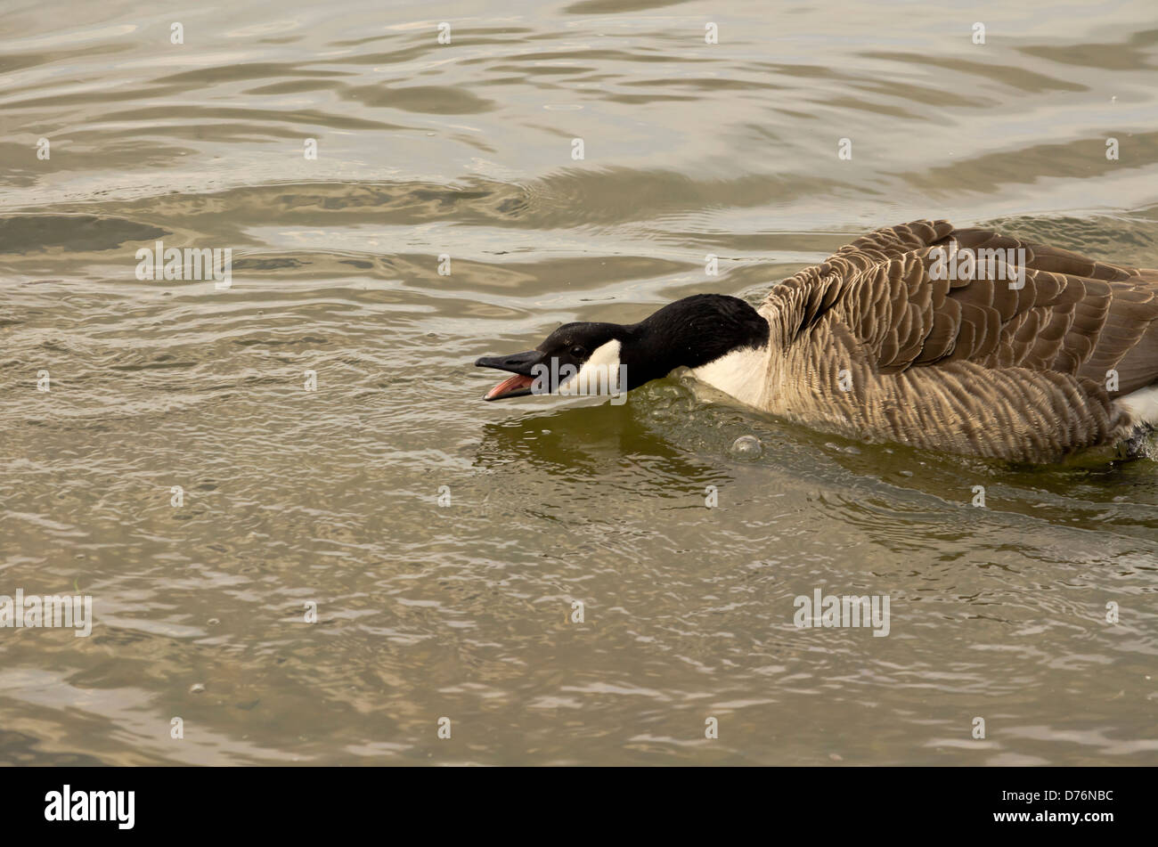 Goose fighting hi-res stock photography and images - Alamy