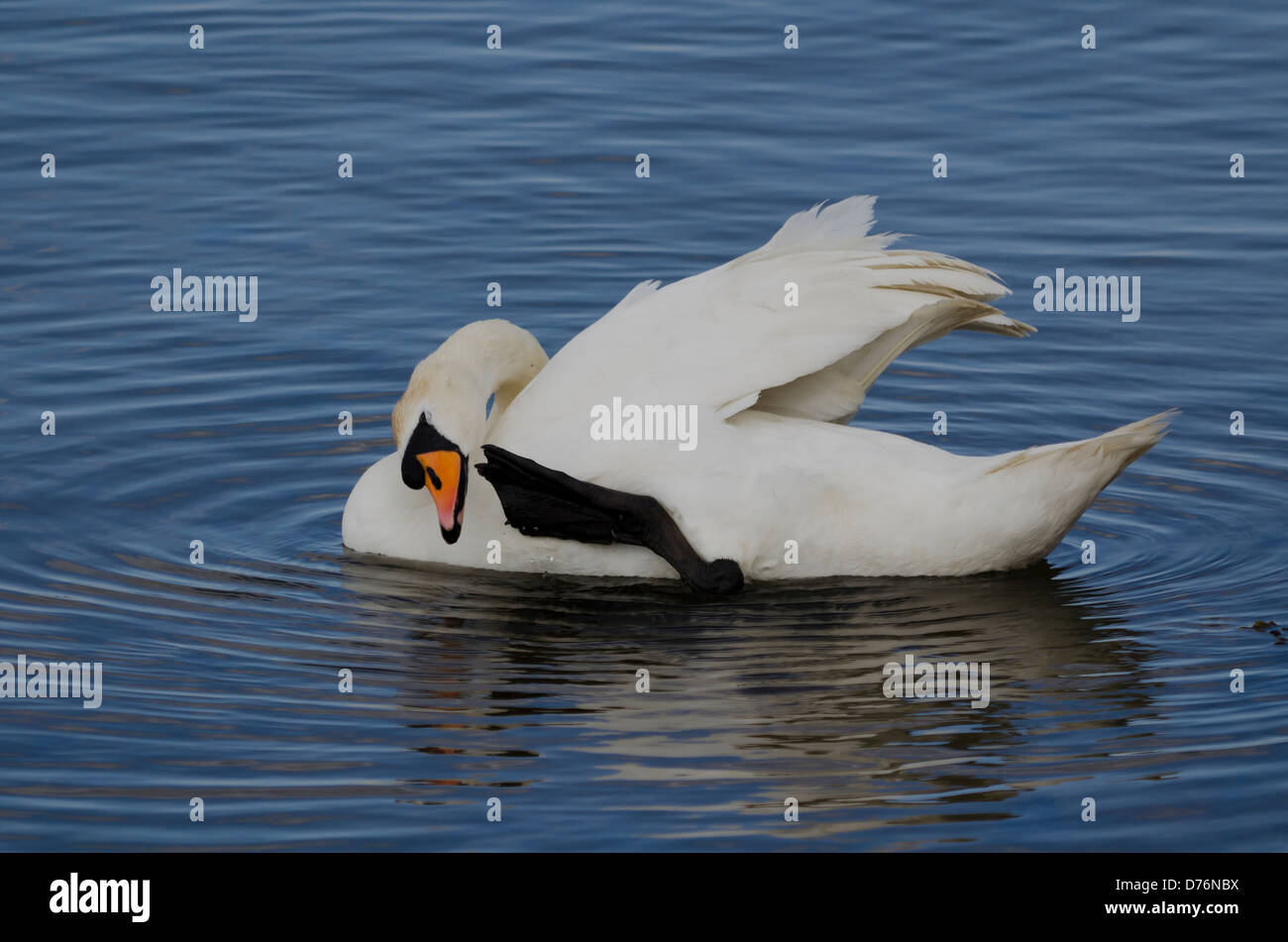 Swan scratching itself Stock Photo - Alamy