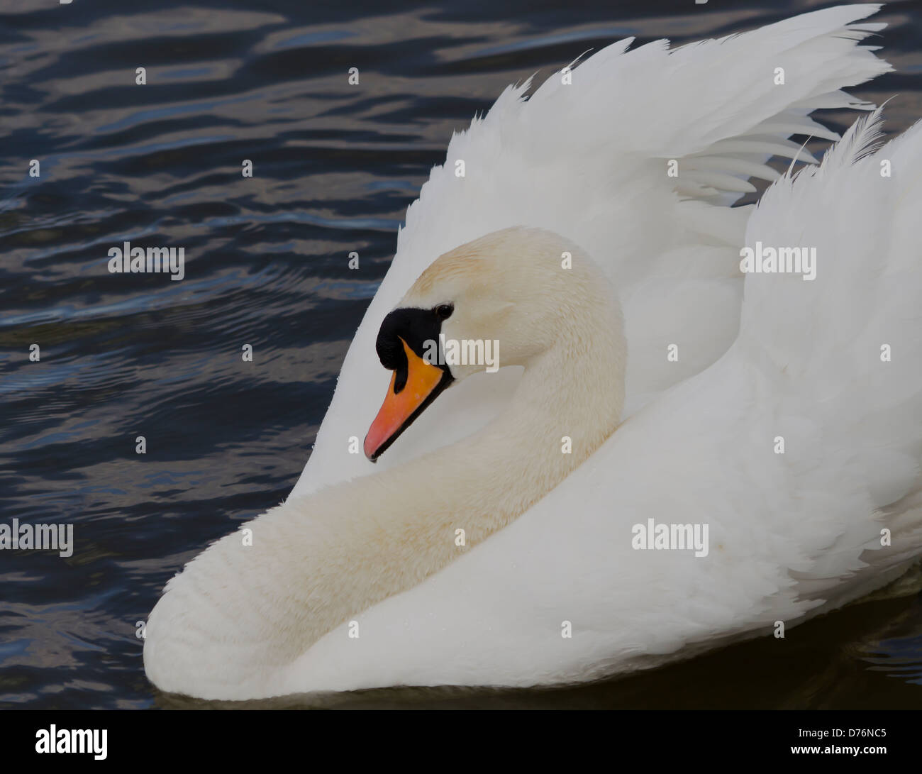 Floating swan hi-res stock photography and images - Alamy