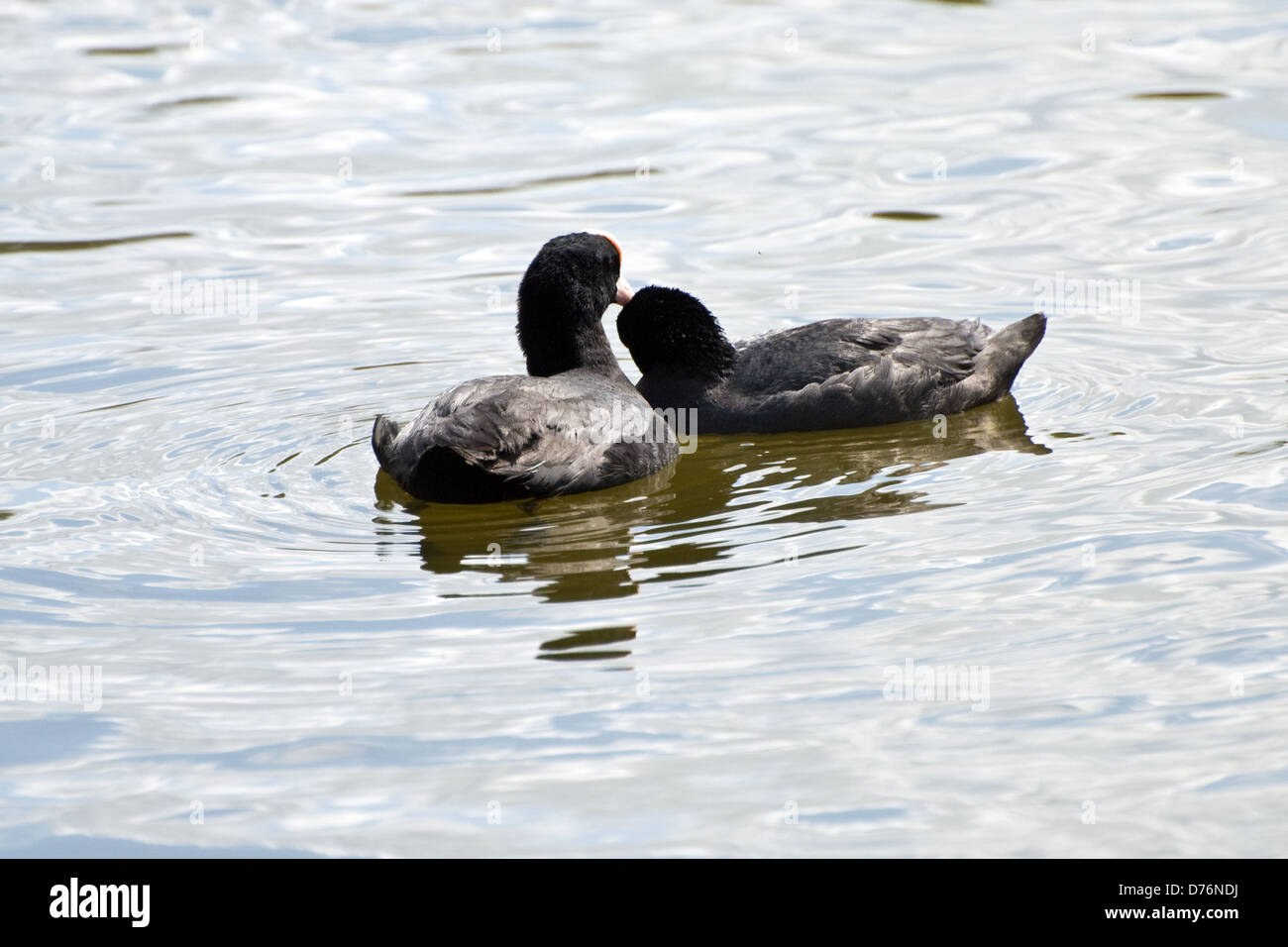 Coot Pair High Resolution Stock Photography and Images - Alamy