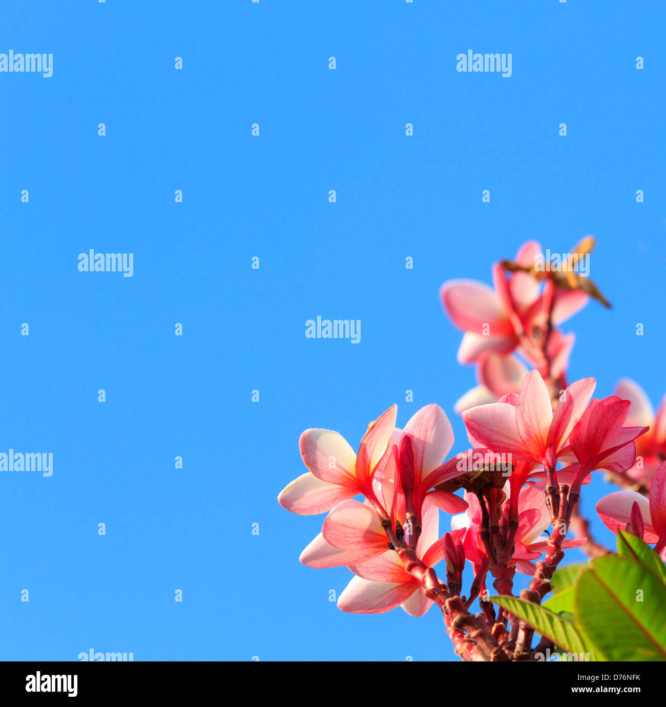 Pink frangipani with blue sky Stock Photo - Alamy