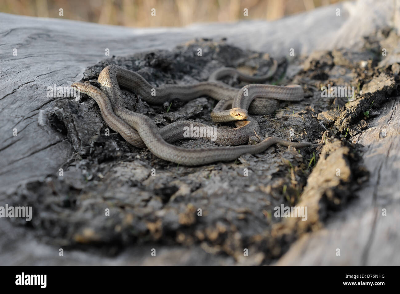 Snake on the tree hi-res stock photography and images - Alamy