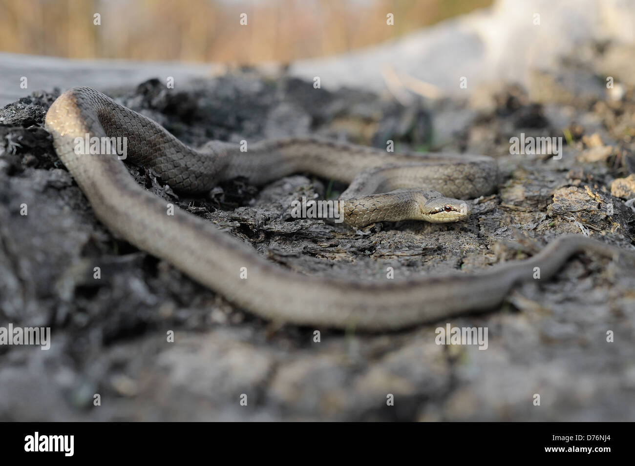 Animal snake hi-res stock photography and images - Alamy