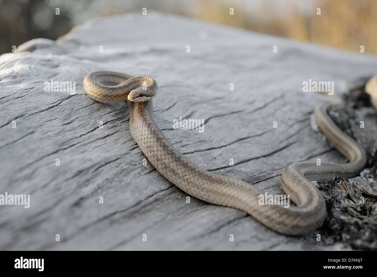 Dry snake hi-res stock photography and images - Alamy