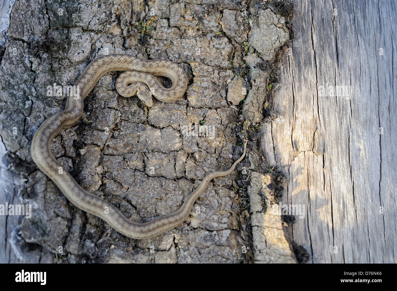 Animal snake reptile hi-res stock photography and images - Alamy