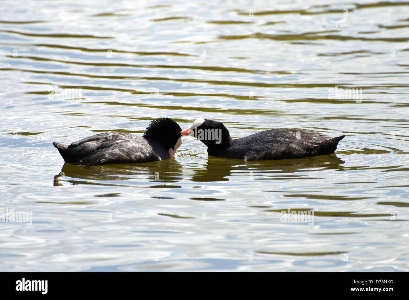 Coot pair hi-res stock photography and images - Alamy